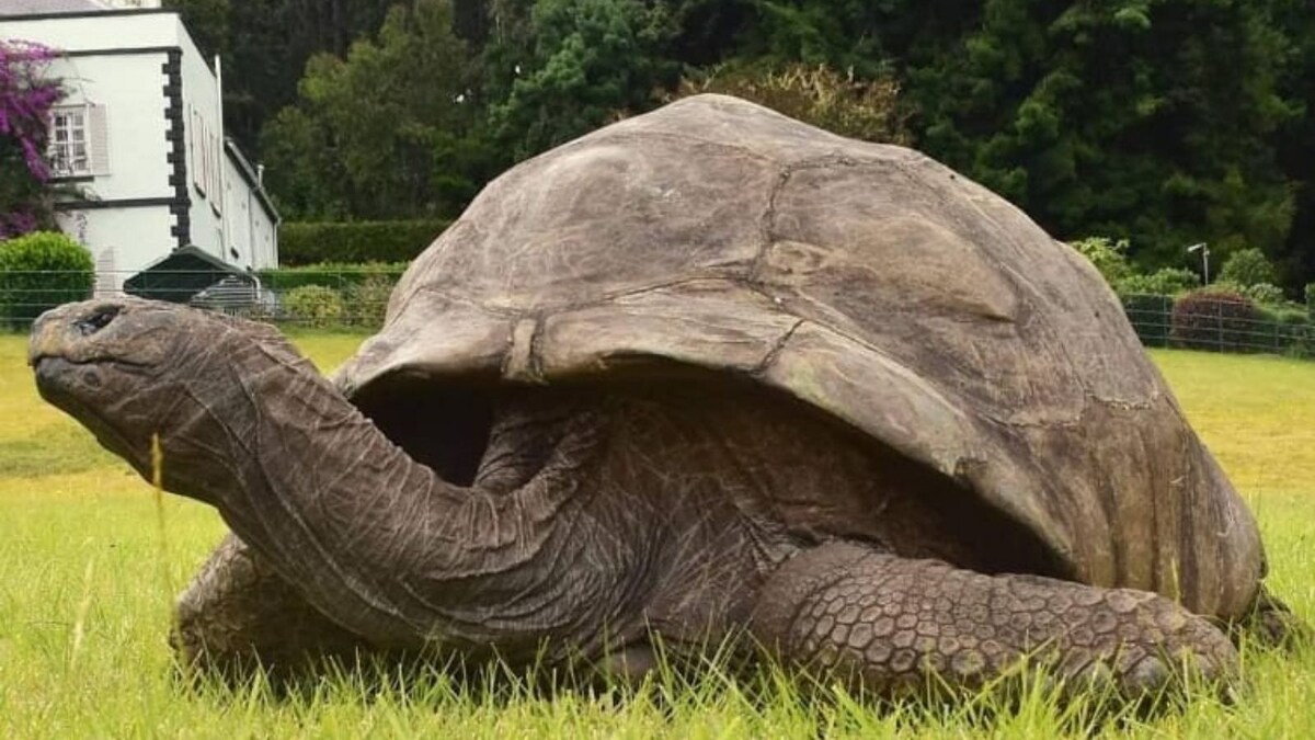 Who is Jonathan the Tortoise, the Oldest Known Living Animal on Earth ...