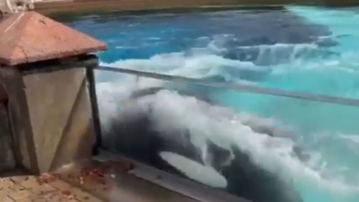 Heartbreaking Video Shows Kiska, World's Loneliest Orca Banging Head ...