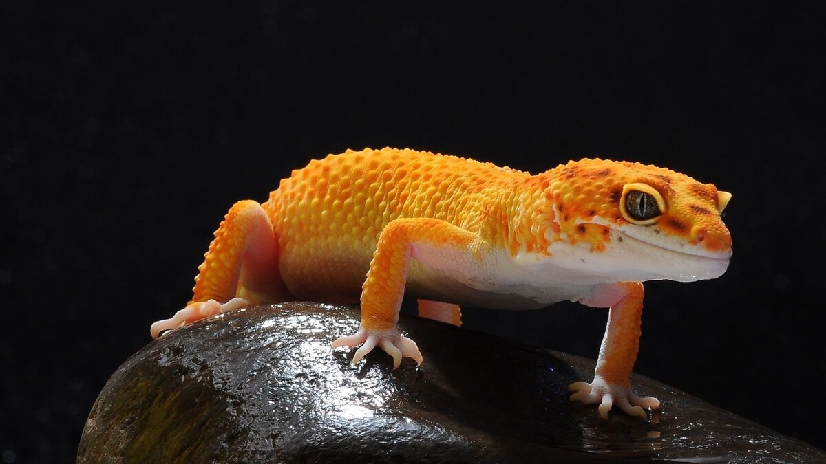 Scientists Discover New Species of 'Gecko' Lizards Endemic to Western ...