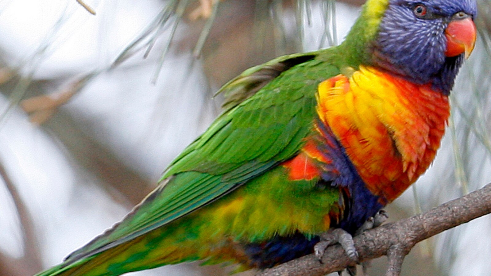 Animals are 'Shapeshifting' as Climate Change Makes Earth Hotter. This ...