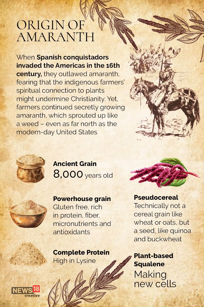 Amaranth Plant: What is it And Reason Behind its Rising Popularity ...