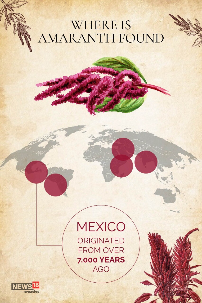 Amaranth Plant: What is it And Reason Behind its Rising Popularity ...