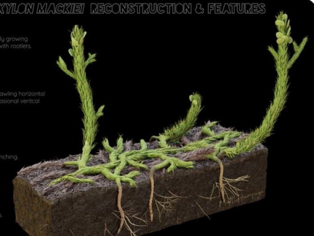 Scientists Reconstruct First-evolved Plant Roots Using 400-million-year ... Scientists Reconstruct First-evolved Plant Roots Using 400-million-year ...