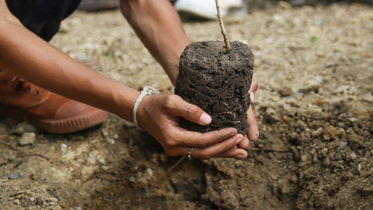 Madhya Pradesh Makes Planting a Sapling Mandatory for College Degree ...