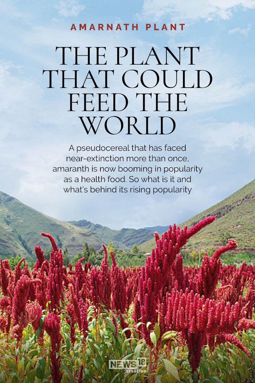 Amaranth Plant: What is it And Reason Behind its Rising Popularity ...