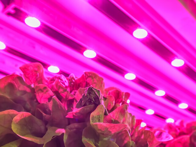 MIT Scientists Integrate Nanoparticles in Leaves to Create Light ...