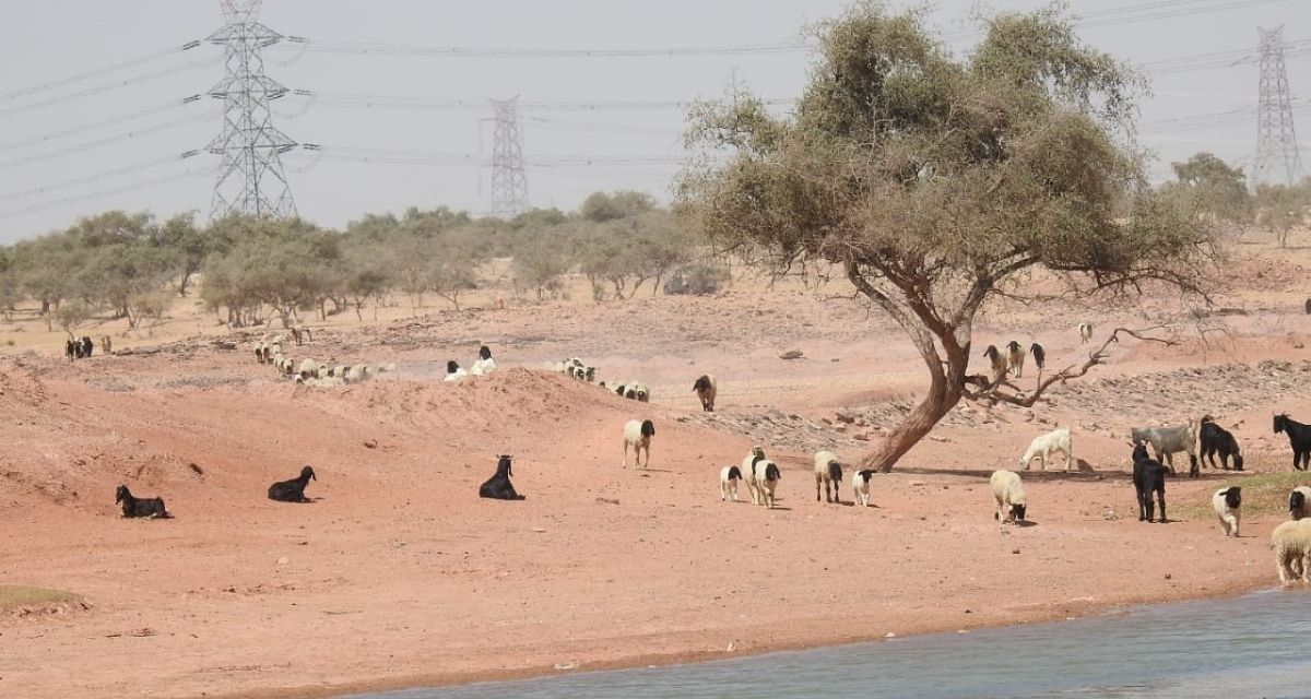 Rajasthan’s Sacred Groves are Under Threat from Rampant Green ...