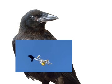 Watch: Angry Raven Attacks Drone Delivering Coffee in Australia, Video ...