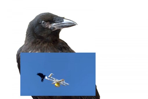 Watch: Angry Raven Attacks Drone Delivering Coffee in Australia, Video ...