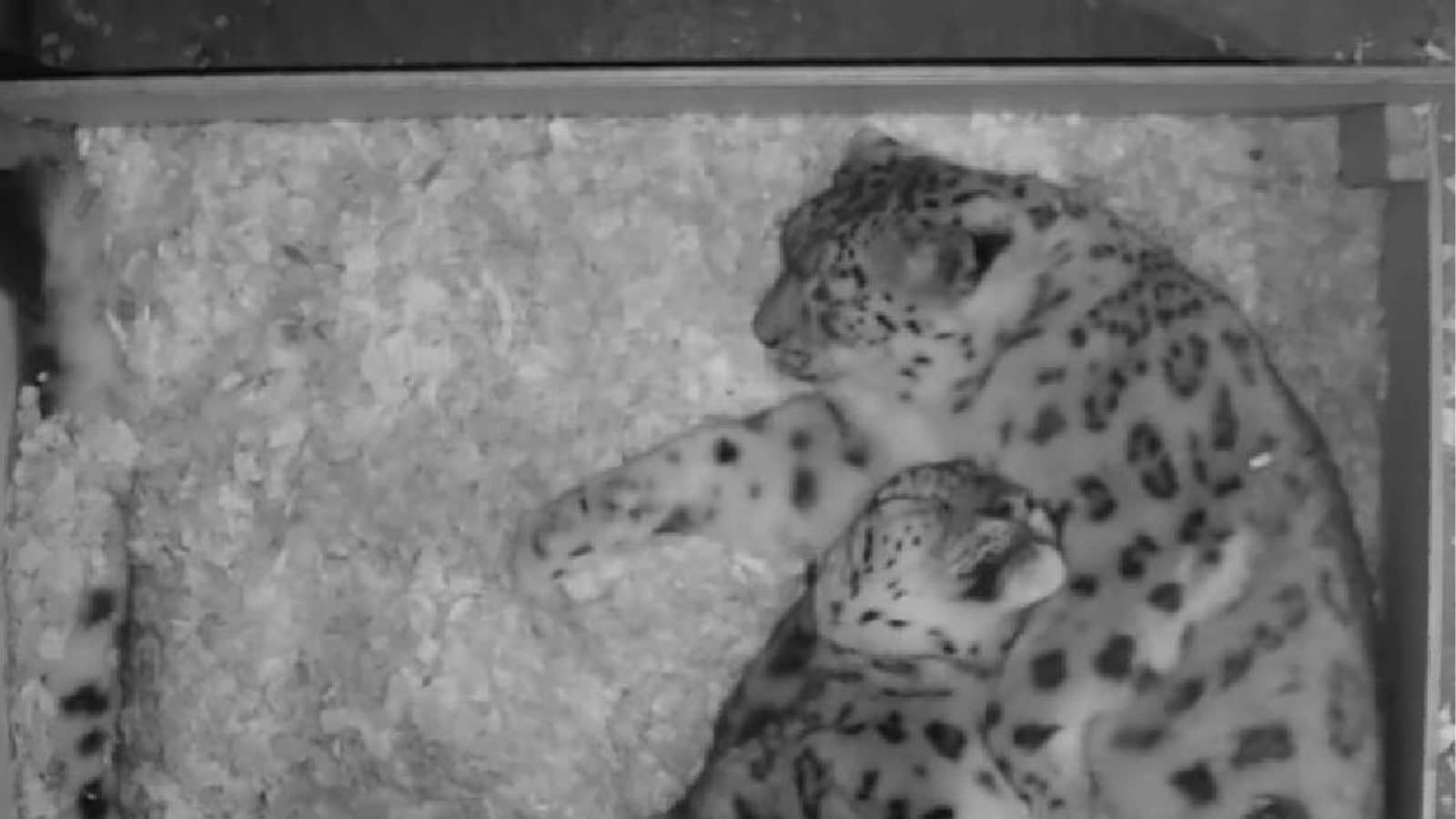 WATCH: Two Snow Leopards Hug Each Other to Sleep in Viral Post by UK ...