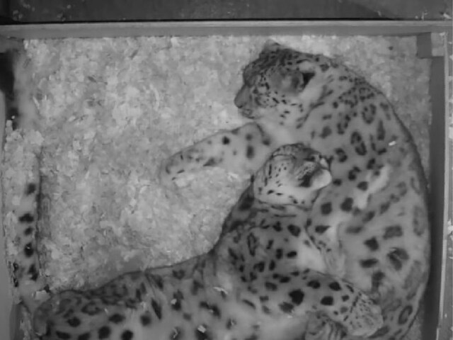 WATCH: Two Snow Leopards Hug Each Other to Sleep in Viral Post by UK ...