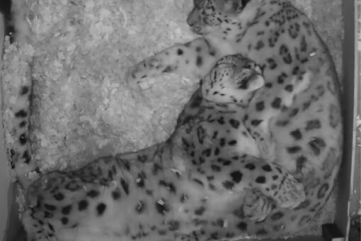 WATCH: Two Snow Leopards Hug Each Other to Sleep in Viral Post by UK ...