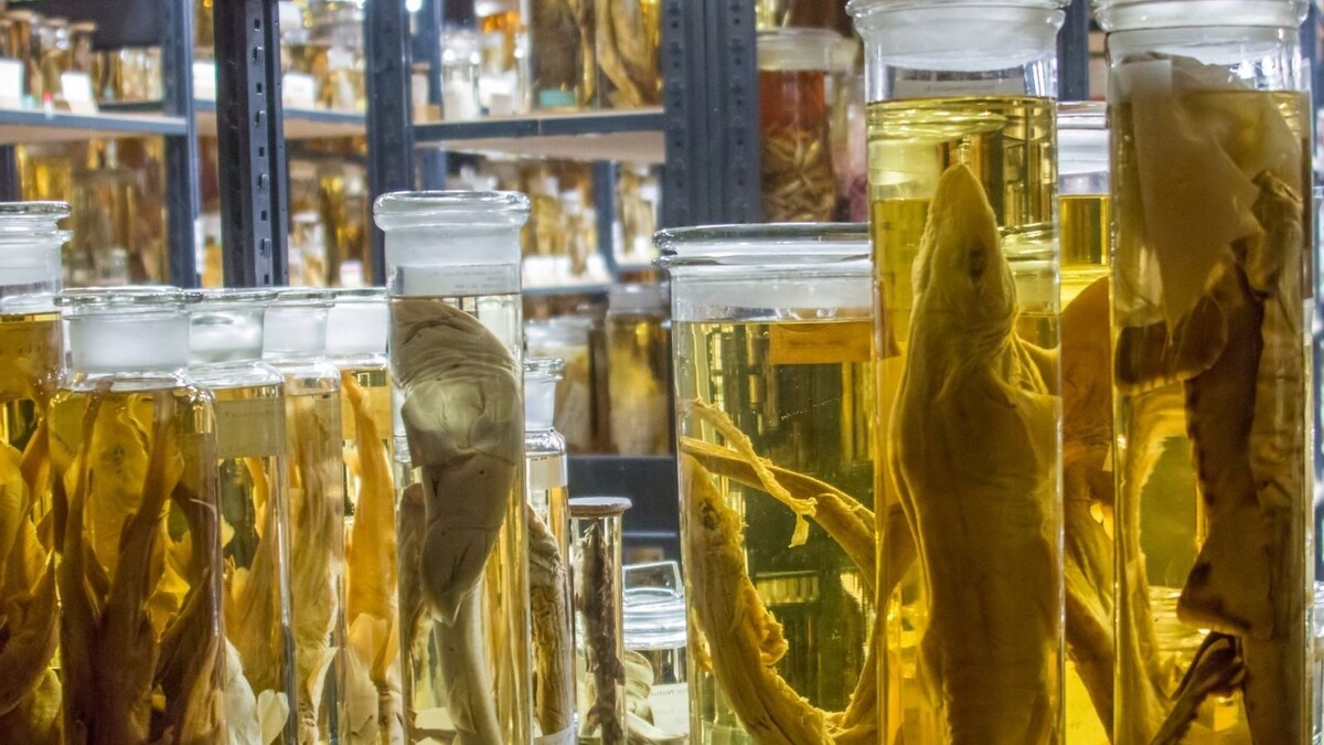 How Does Alcohol Help to Preserve Specimens of Creatures? - News18