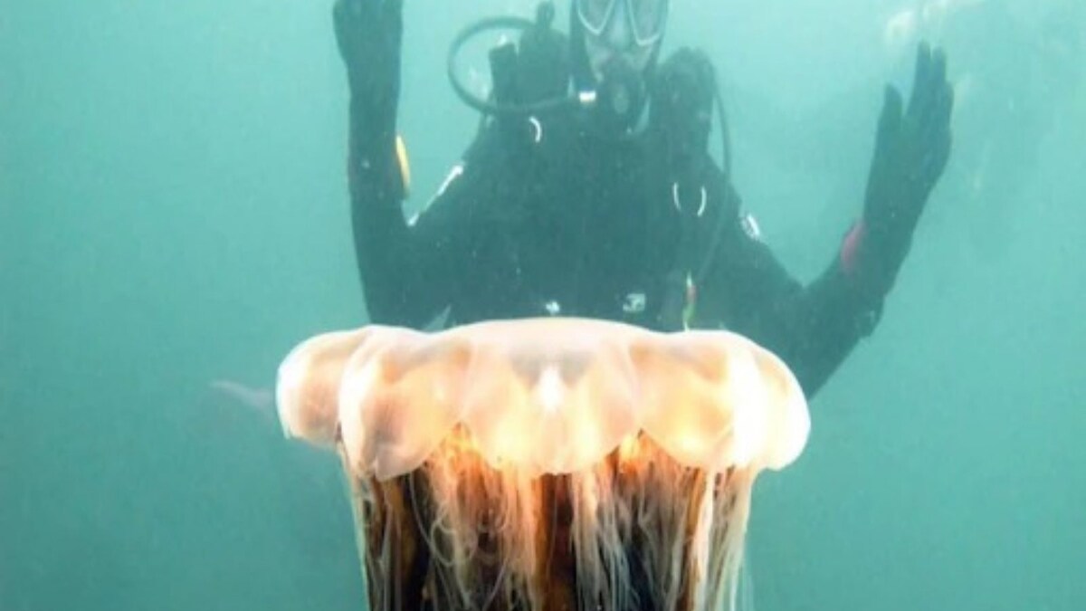 UK Diver Encounters World’s Biggest Jellyfish; Breathtaking Picture ...