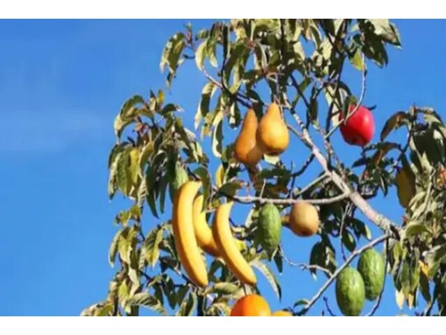 Plums to Apricots, New York Professor Creates 'Tree of 40' That Bears ...