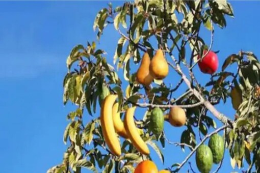 Plums to Apricots, New York Professor Creates 'Tree of 40' That Bears ...