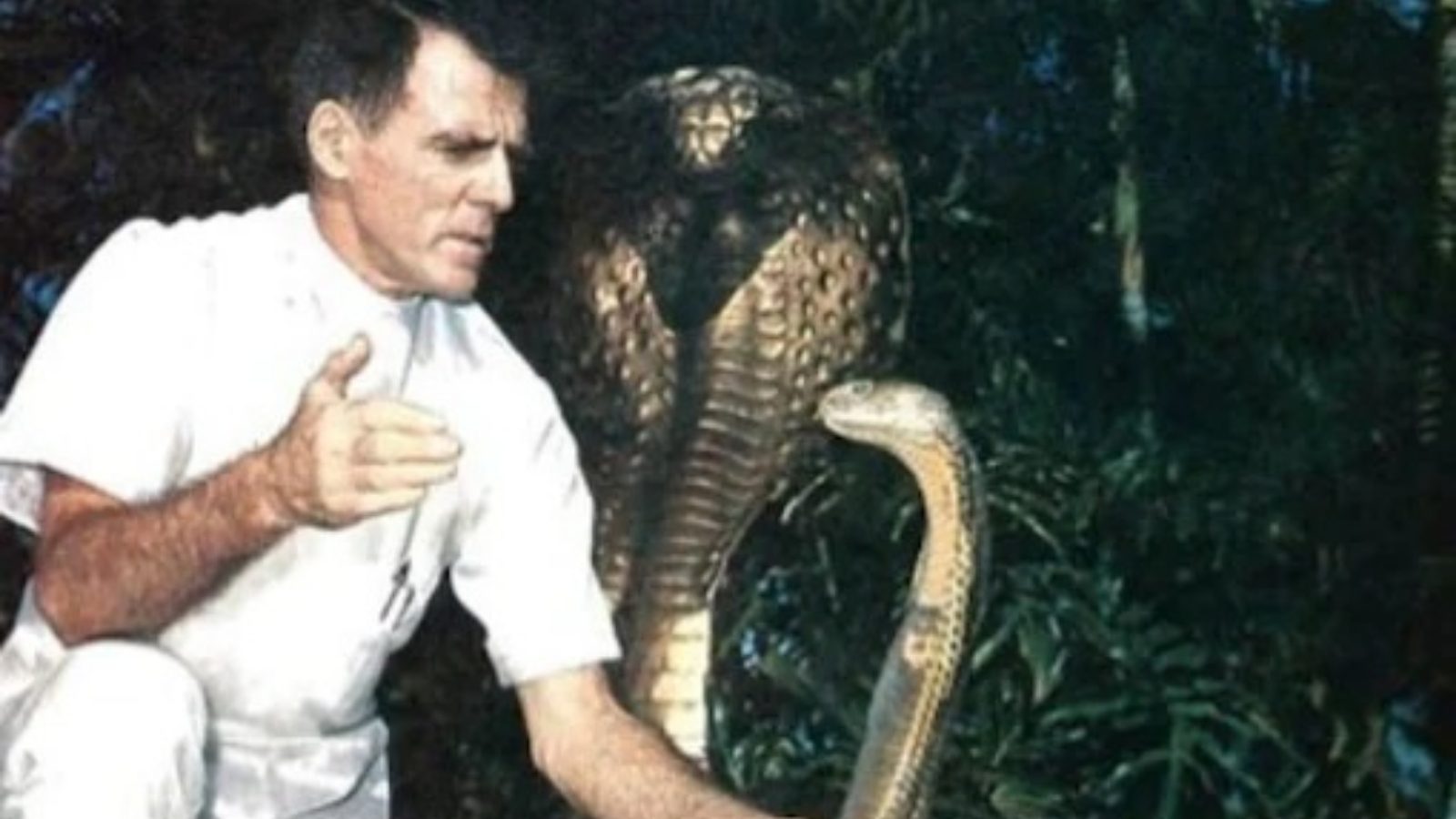 Scientist Turned Snake Handler Was Bitten Over 170 Times, For Science ...