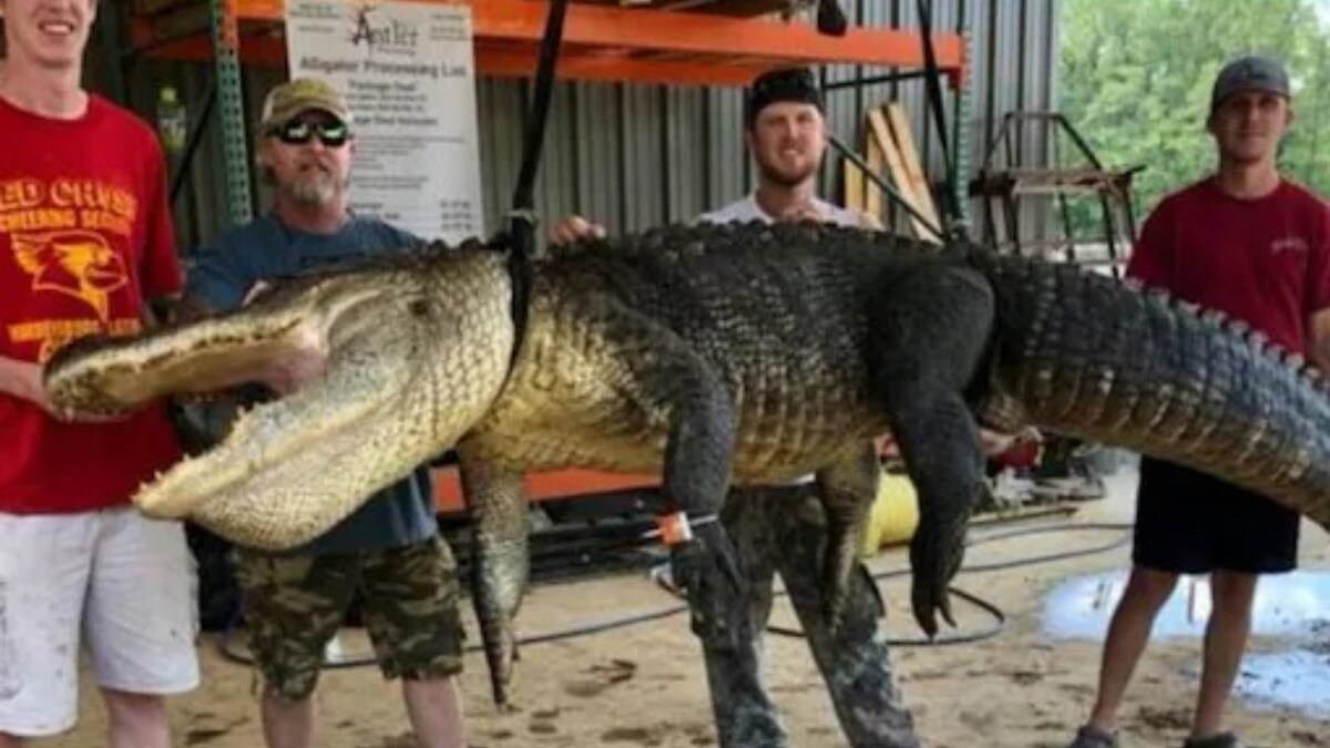 Prehistoric Objects Found in Alligator’s Stomach in Mississippi - News18