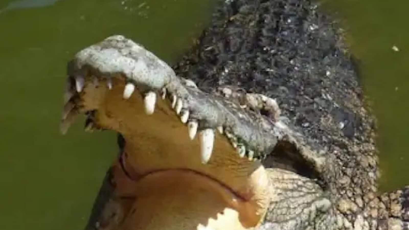 To Rescue Crocodile, Rajdhani Express Halts for 20 Minutes in Gujarat's ...