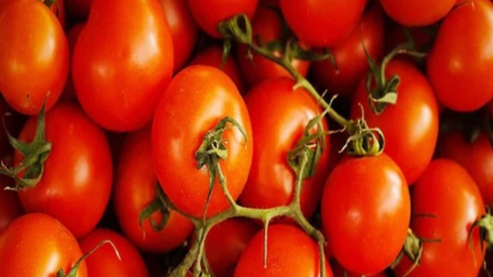 British Gardner Harvests 839 Tomatoes From a Single Stem | Buzz News ...