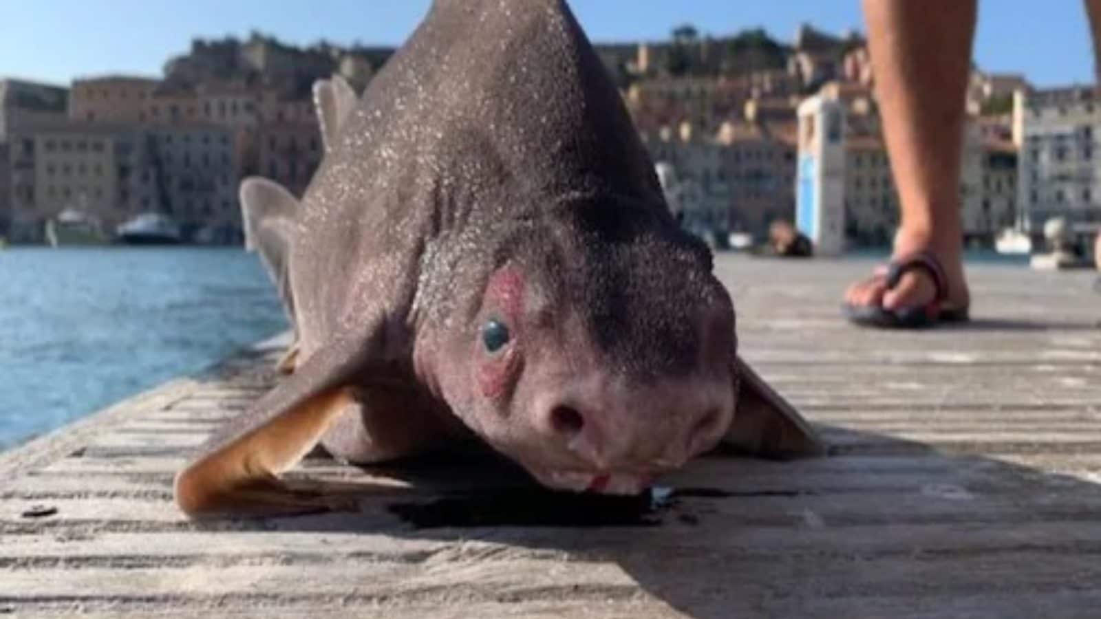 ‘Pig-faced Shark’ Discovered in Italy Leaves Sailors Baffled. Pictures ...