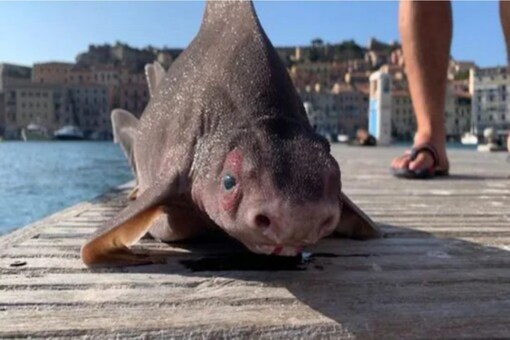 ‘Pig-faced Shark’ Discovered in Italy Leaves Sailors Baffled. Pictures ...
