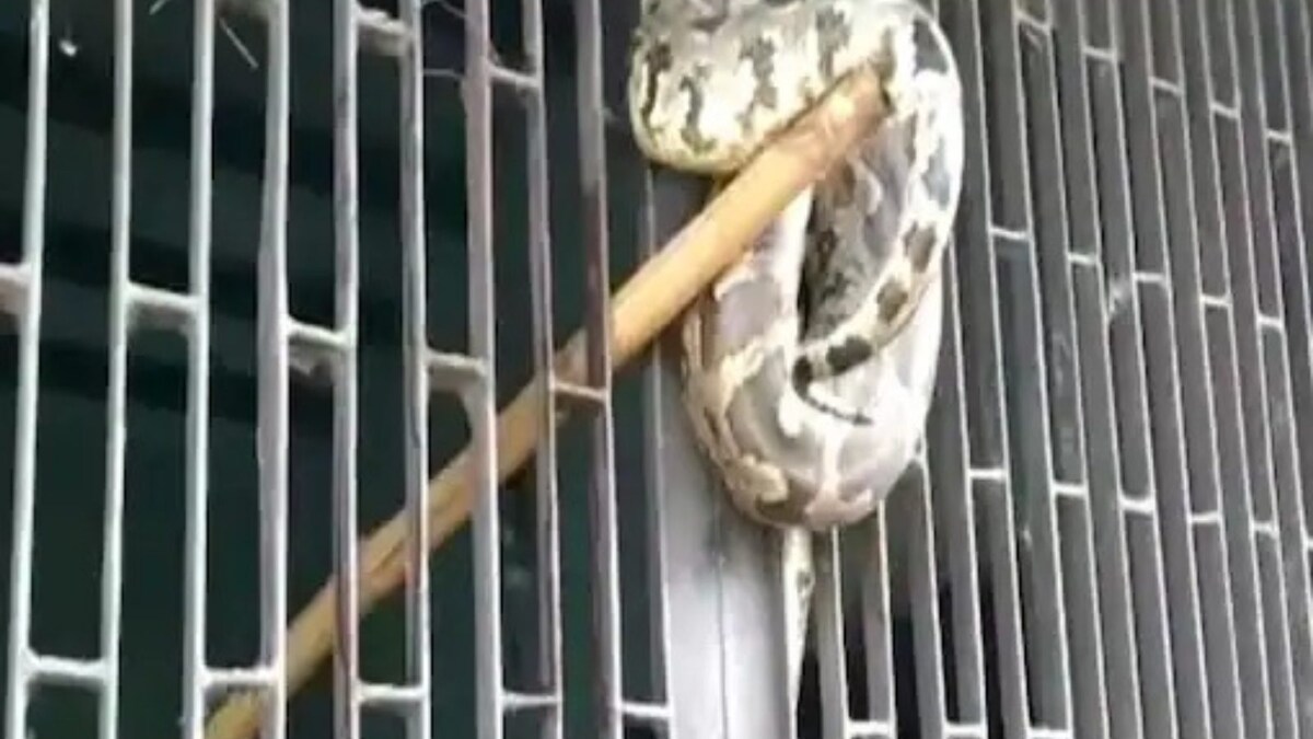Panic Spreads Among Students As 8 Feet Long Python Found in Agra Junior ...