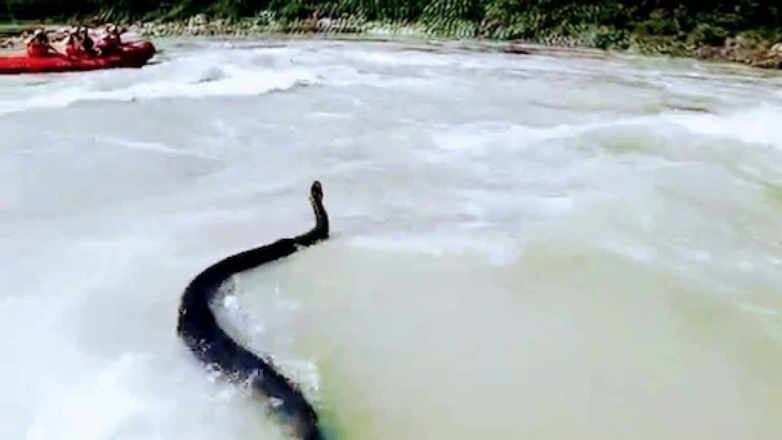 Watch: Video Of 10 Feet Long Python in Ganga River Goes Viral | India ...