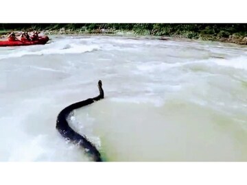 Watch: Video Of 10 Feet Long Python in Ganga River Goes Viral - News18