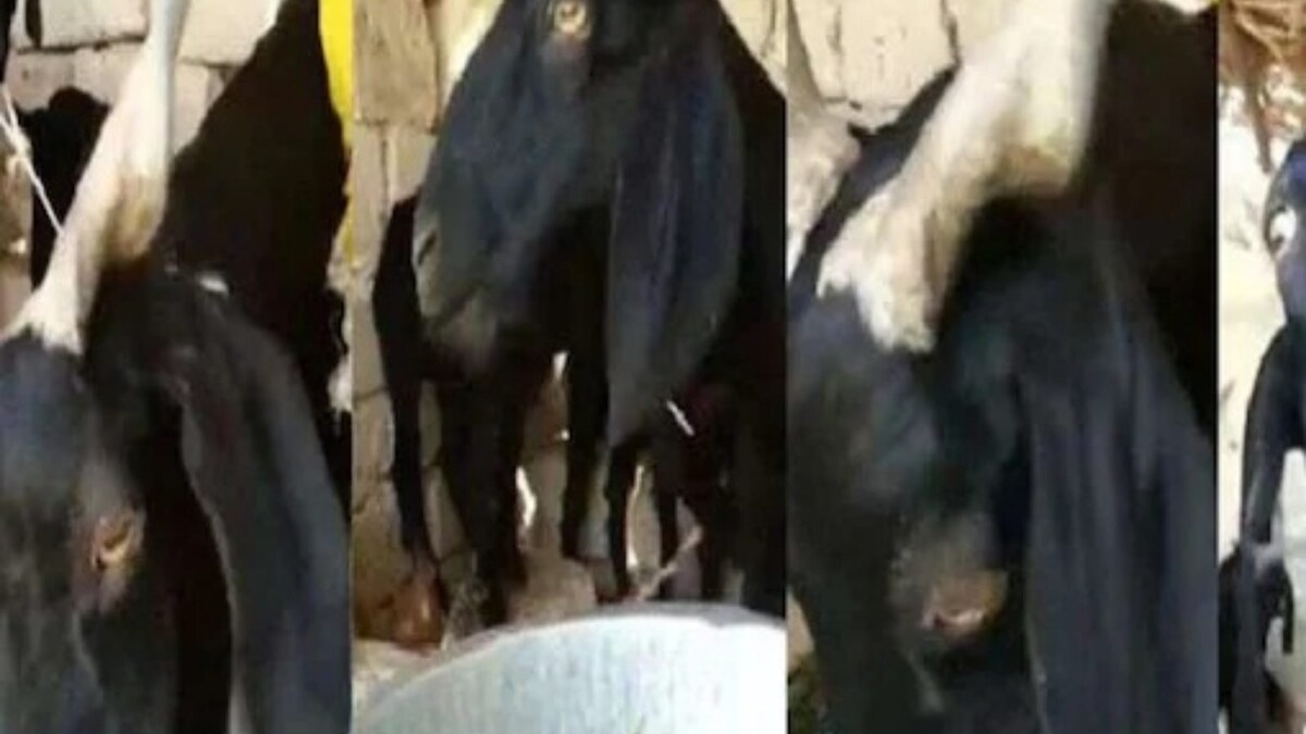 In Viral Video, Goat Seen Eating Fish; Internet Users Can't Believe it ...