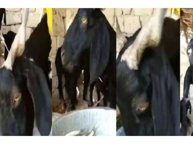 In Viral Video, Goat Seen Eating Fish; Internet Users Can't Believe it ...