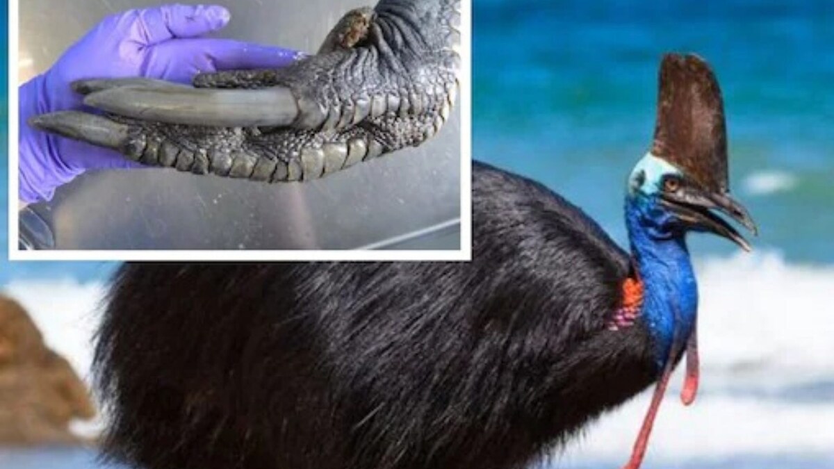 18,000 Years Ago, Humans Raised World's Most Dangerous Bird as Pets ...