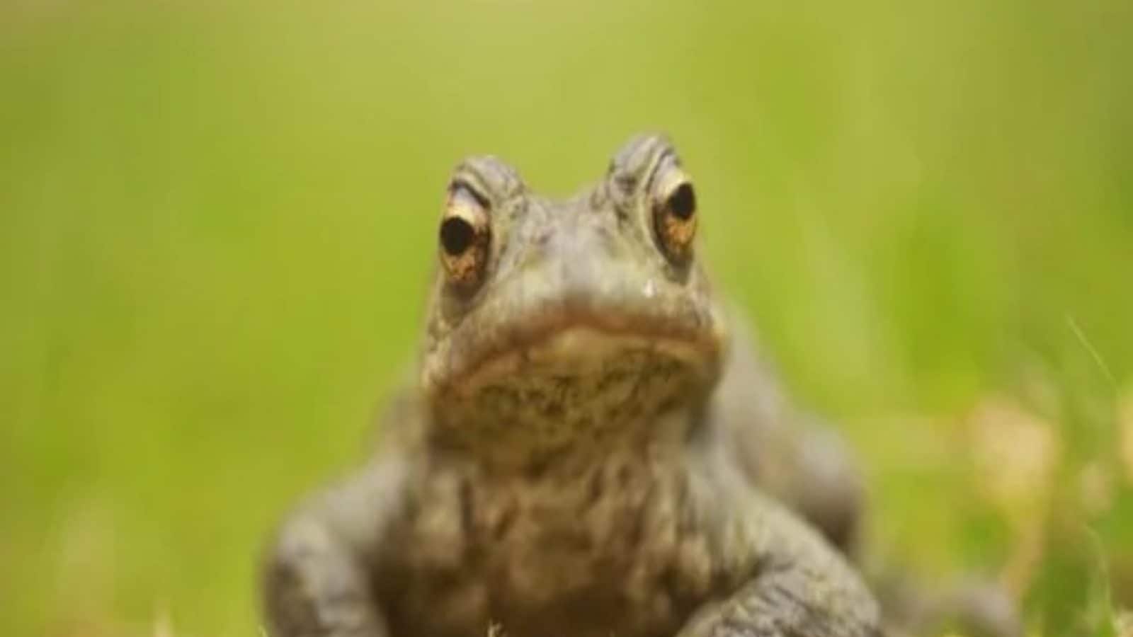 To Ottawa Man's Horror, Headless 'Zombie' Toad Hops Away | Buzz News ...