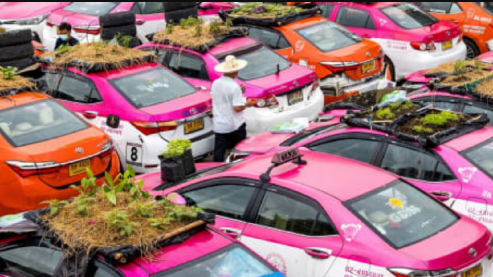 ‘Taxi Graveyard’: Vegetable Gardens Grown Atop Bangkok Cabs Amid Covid ...