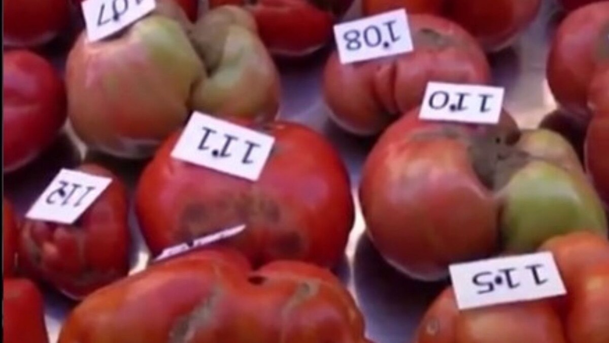 Farmers in Spain Rush to Find Ugliest-looking Tomato in Bizarre Contest ...