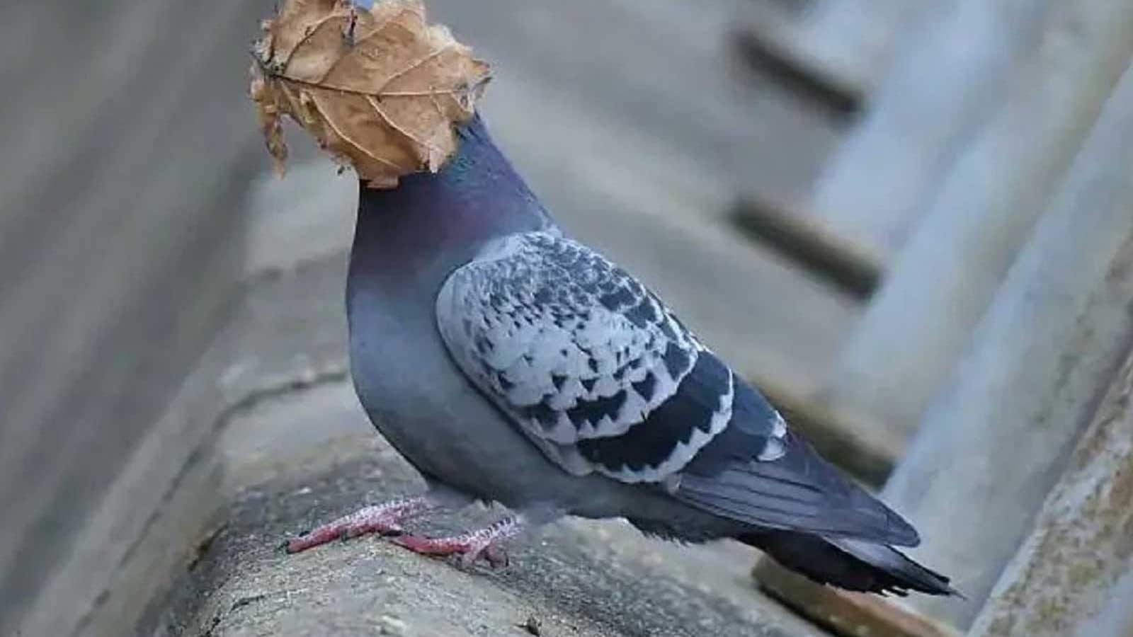 Pics of Cute, Hilarious Animals Among Comedy Wildlife Photography ...