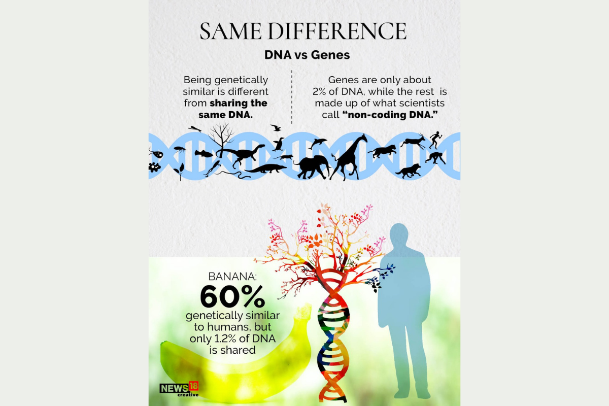 In Photos: How Genetically Similar Humans are to Other Life Forms - News18