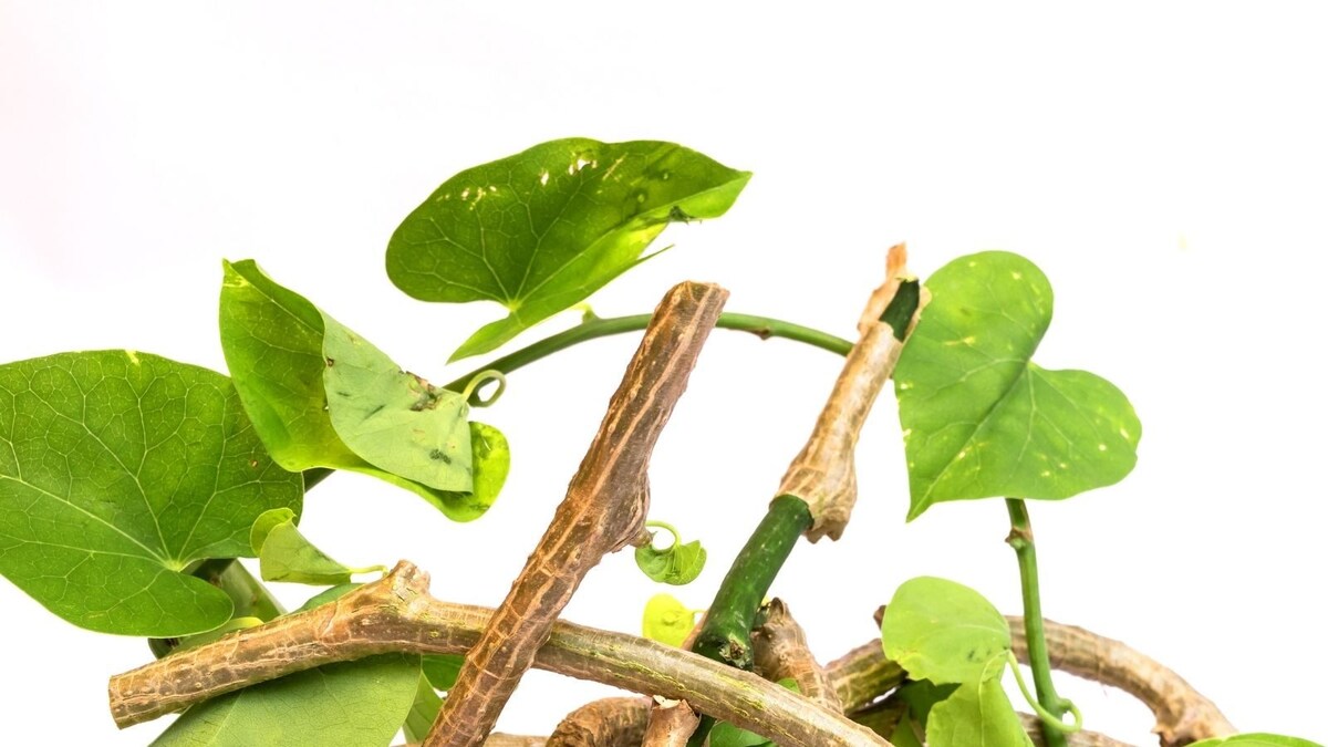 Indian Scientists Sequence The Genome Of Ayurvedic Medicinal Plant ...