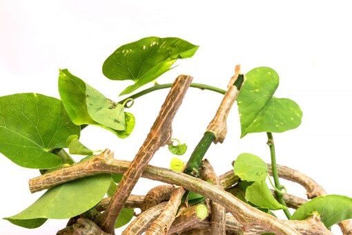 Indian Scientists Sequence The Genome Of Ayurvedic Medicinal Plant ...