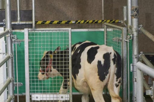 It's 2021 and Scientists are Teaching Cows Potty Training - News18