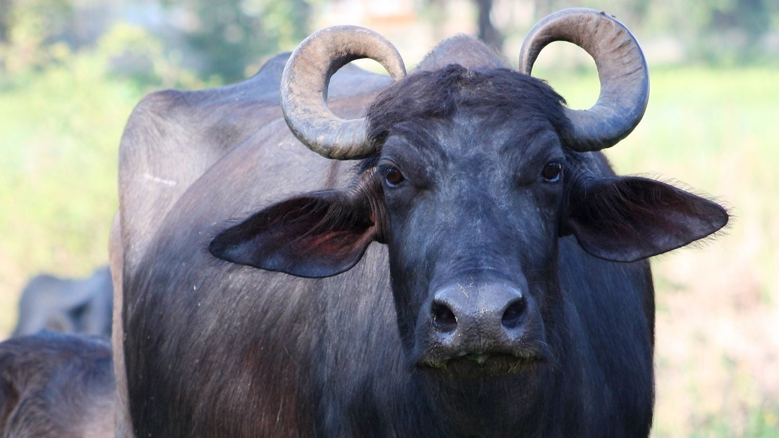 Watch: Bihar Panchayat Poll Candidate Arrives On Buffalo To File ...