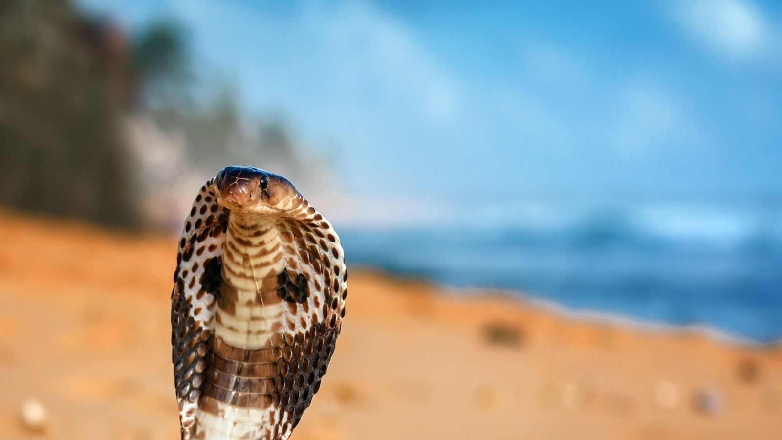 Zoho CEO Tweets About Meeting 12-foot King Cobra, Calls Encounter ...