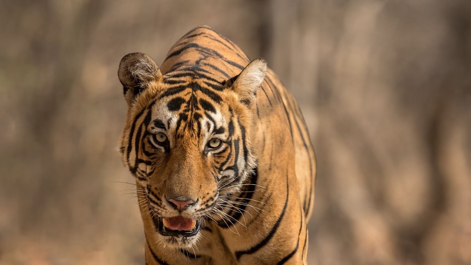 Over 30 Tigers Left MP's Panna Reserve in Recent Years to Find New ...