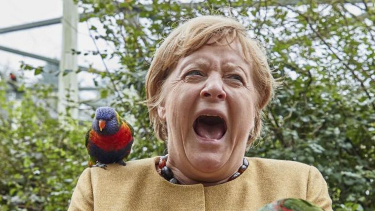 Angela Merkel Got Pecked By Parrots In Park And Her Expression Has ...