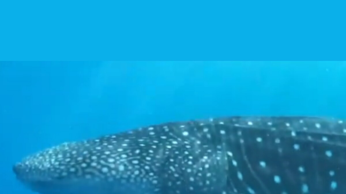 WATCH: Breathtaking Footage of Whale Shark Accompanying Expedition Crew ...