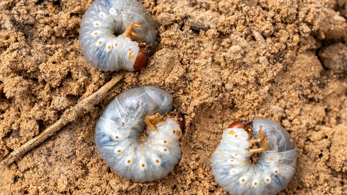 Fourteen 'Alien-like' Prawn, Lobster Larvae Discovered in Gulf of ...