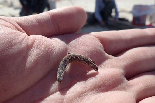 Humans May Have Smoked Tobacco 12,300 Years Ago, Scientists Find New ...