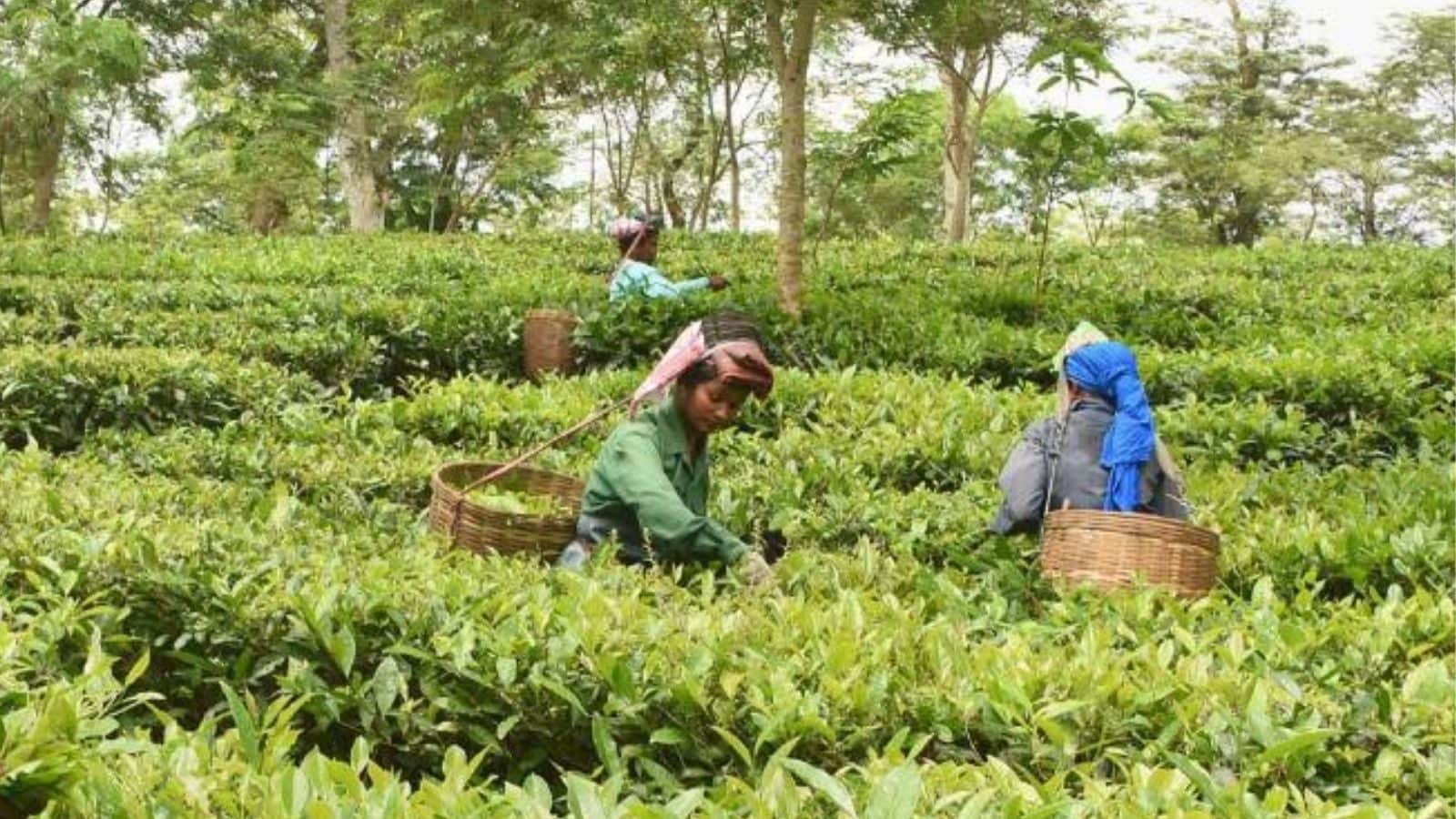 Labour Line Chowkidar Plays Pivotal Role in Vaccinating People From ...