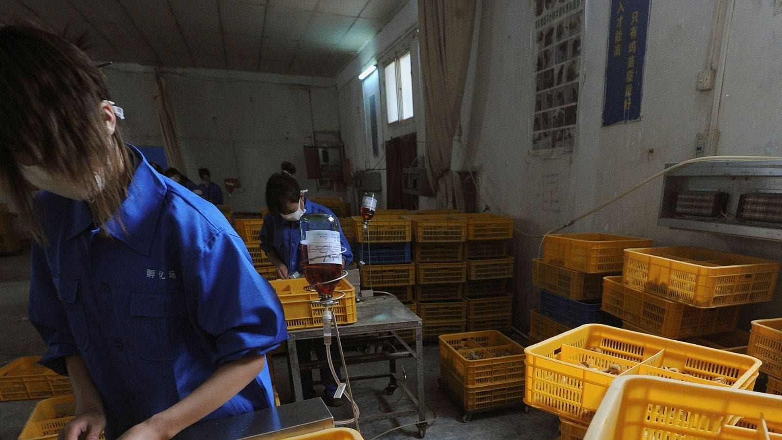 Maha Bird Flu: No Cause for Concern in Other Parts of Thane District ...