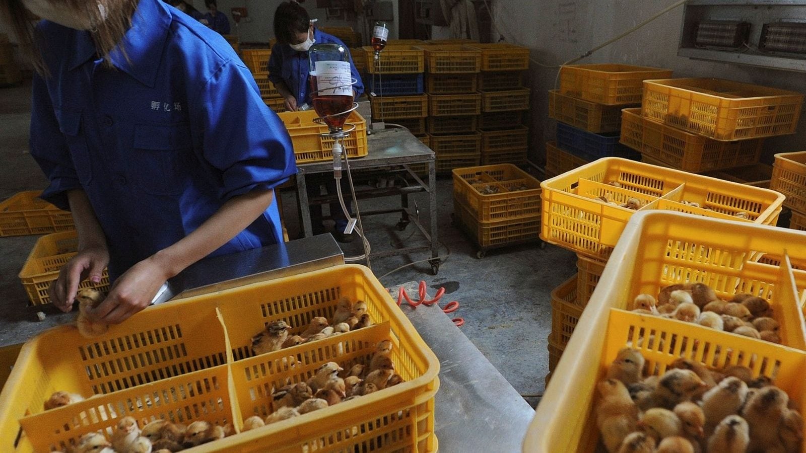 Maha Bird Flu: No Cause for Concern in Other Parts of Thane District ...